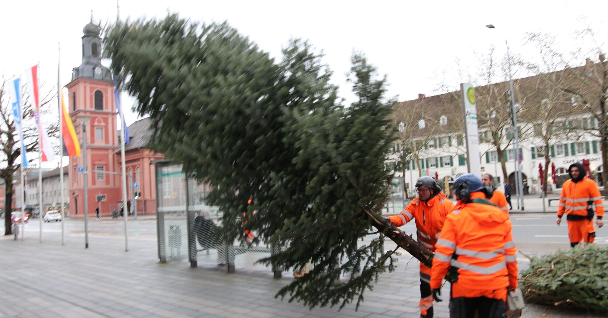 Weihnachtsbaum vor dem Rathaus wird zu klimapositivem Pflanzmaterial ...